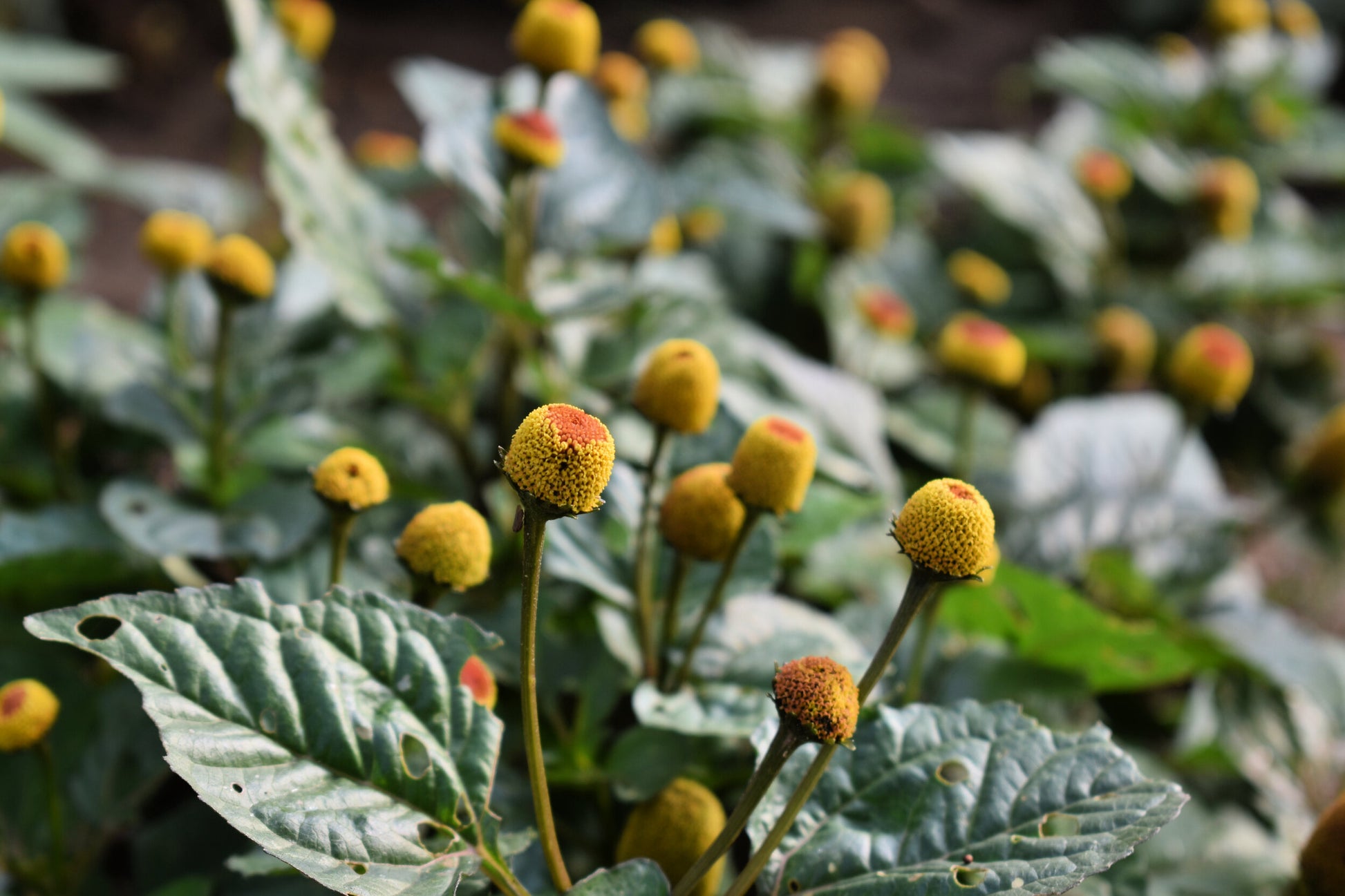 SPILANTHES - ACMELLA OLERACEA – Heartsong Herbs